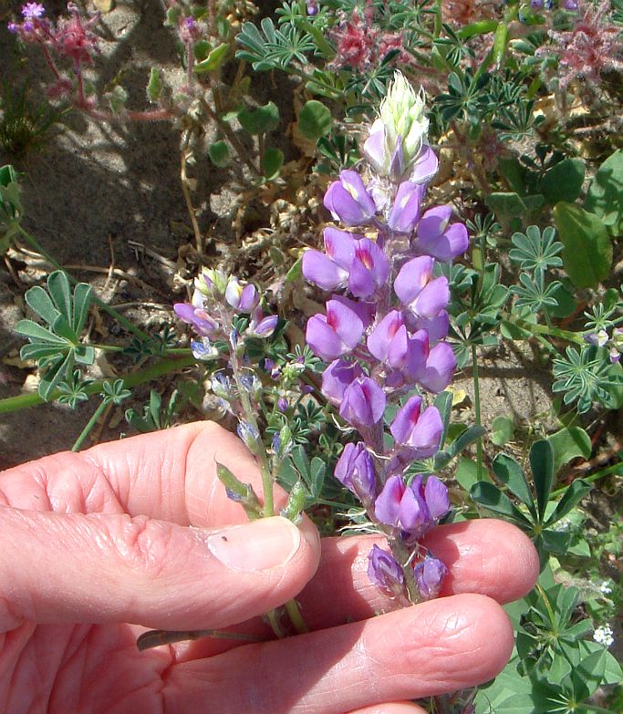 Small-Flowered Plants of Lupinus arizonicus, Arizona Lupine