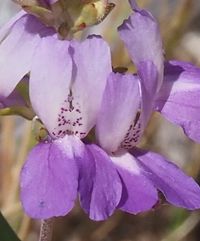 Plants of Southern California: Distinguishing Collinsia concolor and C ...