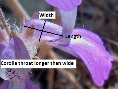 Plants of Southern California: Distinguishing Collinsia concolor and C ...