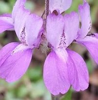 Plants of Southern California: Distinguishing Collinsia concolor and C ...
