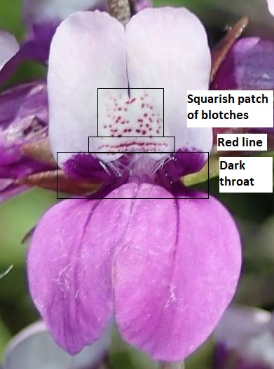 Plants of Southern California: Distinguishing Collinsia concolor and C ...