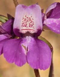 Plants of Southern California: Distinguishing Collinsia concolor and C ...