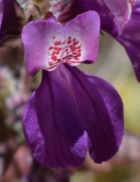 Plants of Southern California: Distinguishing Collinsia concolor and C ...